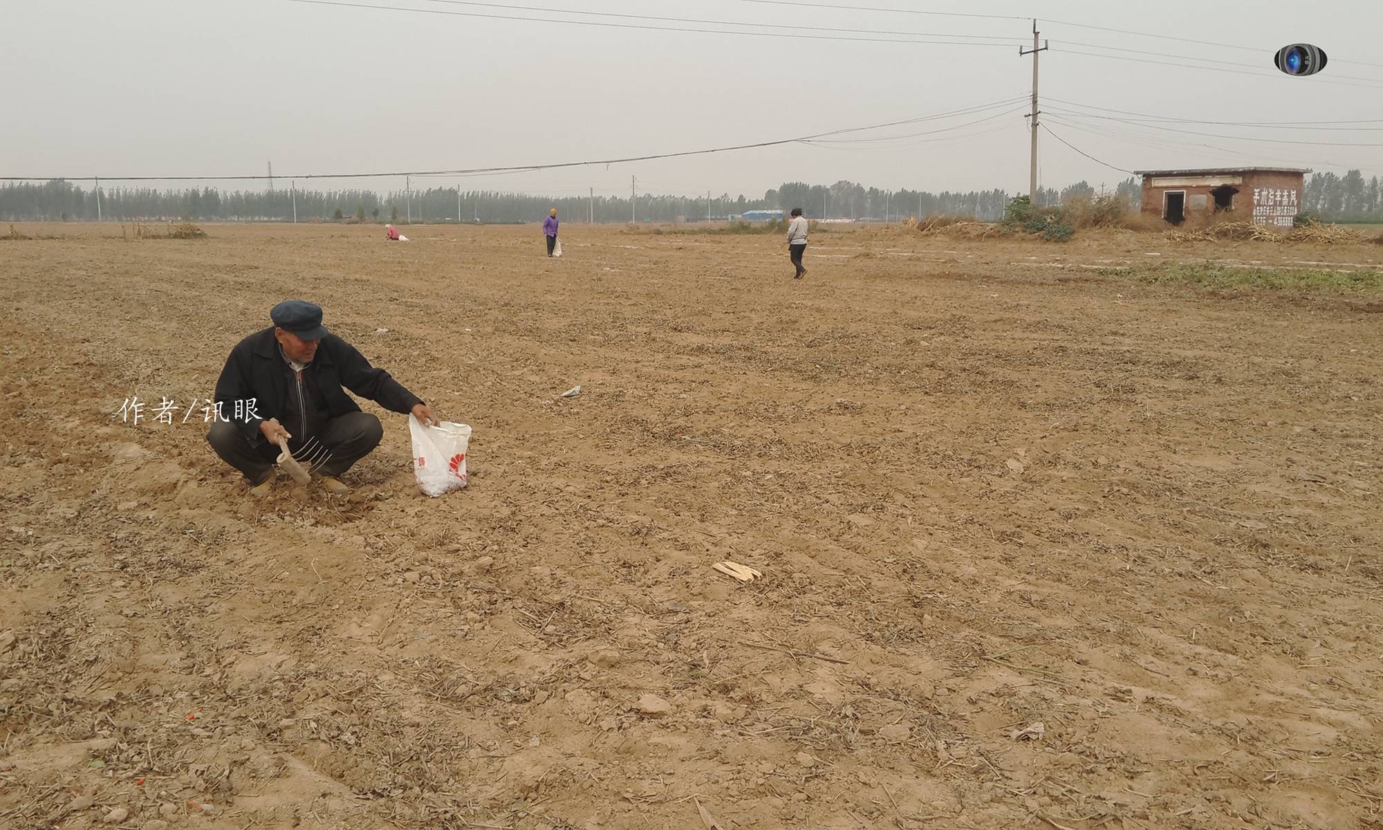 过怕苦日子的七旬老人，寒风中双膝跪地只为捡花生