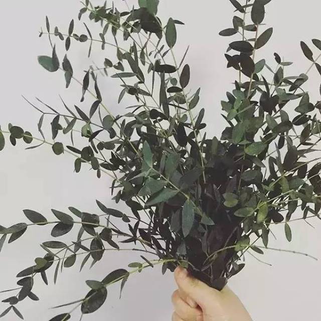 窄叶尤加利,大叶尤加利,尤加利叶_大山谷图库