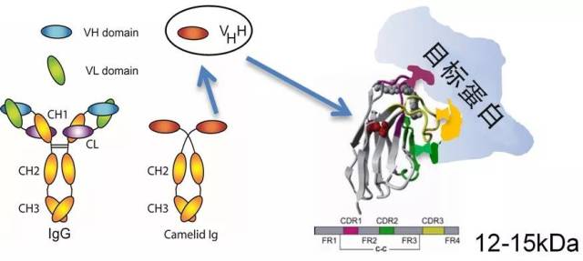 CaptureSelect抗体亲和填料集体亮相，折扣价助力抗体纯化_搜狐网