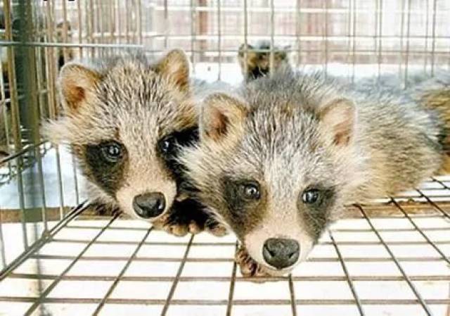 狐貉,貉裘(第7页)_大山谷图库