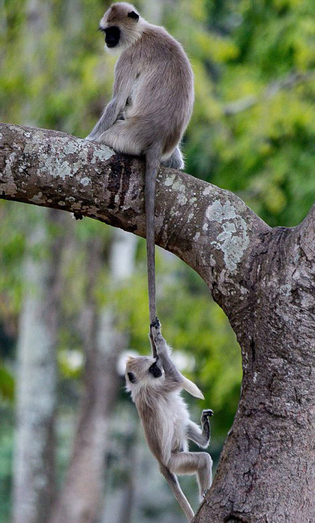 猴子尾巴的样子,卡通,作用_大山谷图库