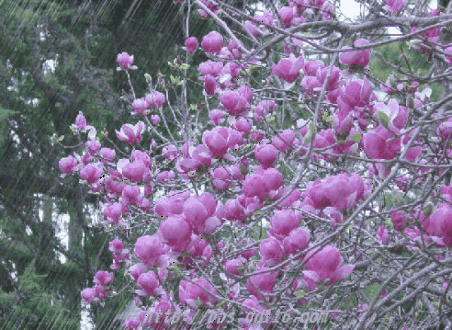 微雨图片大全,杏花微雨图片,那一年杏花微雨图片_大山谷图库