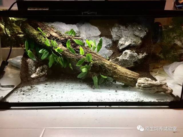 宠物蛇造景,宠物蛇玉米蛇_大山谷图库