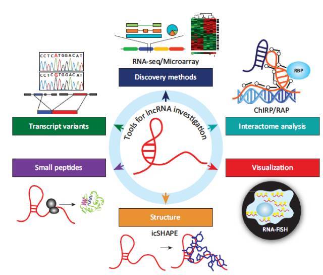 lncrna,调控,示意图(第12页)_大山谷图库