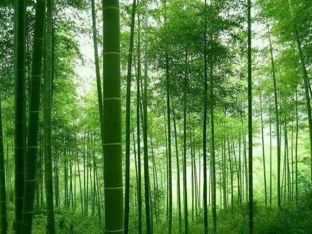 竹林弹琴意境图,竹林仙境,竹林琴_大山谷图库