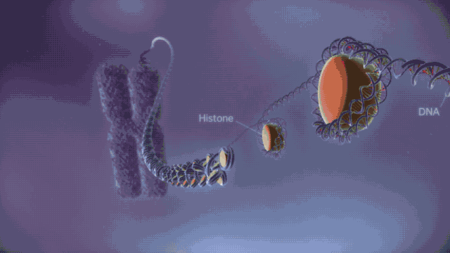 dna动图,d复制简图,拜年动图_大山谷图库
