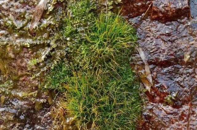 你所不知的苔藓王国，要不要来了解一下？_搜狐网
