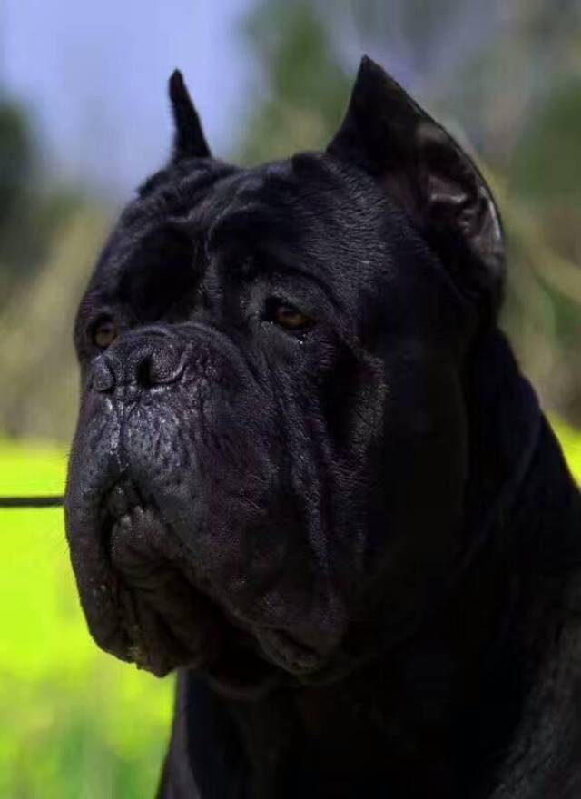 老版卡斯罗犬图片,纯种卡斯罗犬图片大全,大型卡斯罗犬图片_大山谷图库