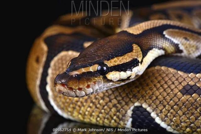 如果有人夸你“腰细如蛇”，你可得小心了_图片