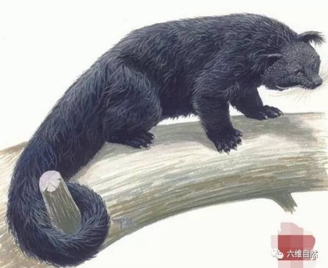 似小黑熊的熊狸，能用尾巴抓住树干，但全国数量已不足200只！_搜狐网
