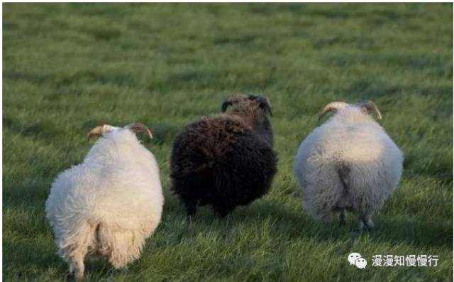长尾巴的羊,长尾巴的人_大山谷图库