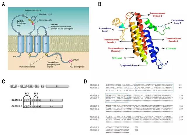 同行分享|CLDN18.2 靶点介绍-胃癌康复圈-觅健