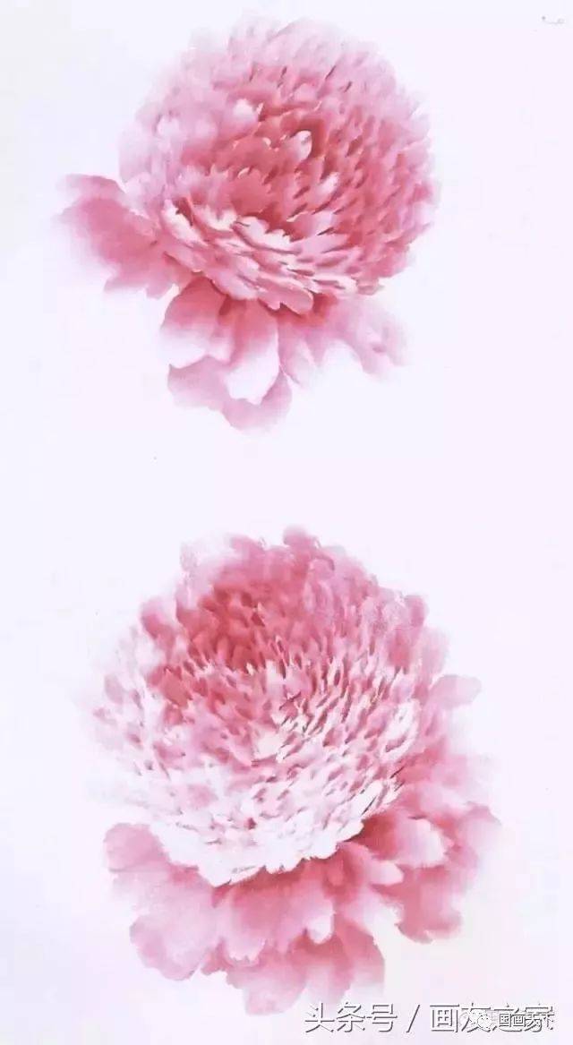 如何画牡丹花步骤图解,铅笔画牡丹花,怎么画牡丹花图片(第10页)_大山谷图库