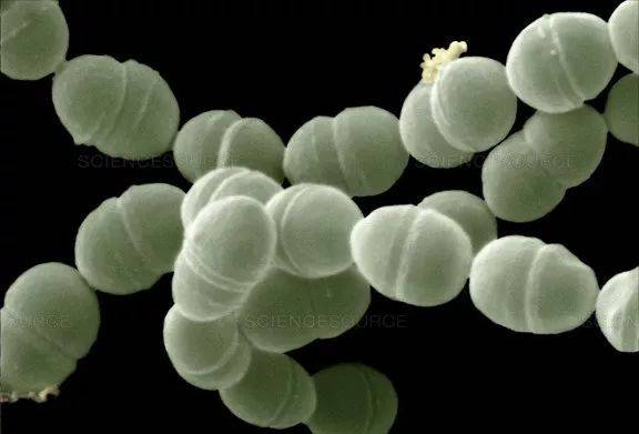 56张图片带你看看细菌到底长啥样？_手机搜狐网