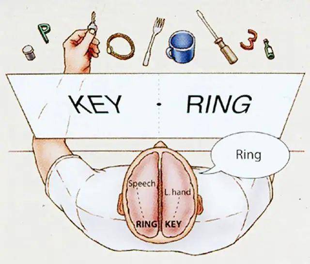 TED | How playing an instrument benefits your brain_搜狐网