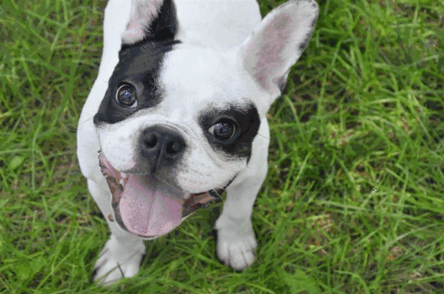 动态壁纸萌,元宵节动态,动态_大山谷图库