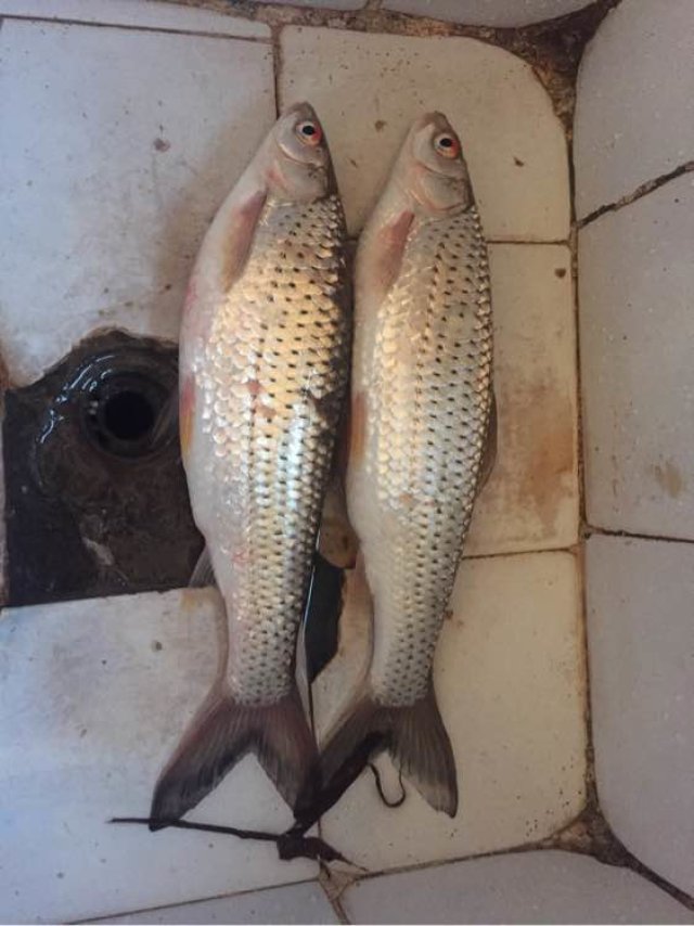 晚上钓赤眼鳟,钓红眼鱼最佳时间,钓红眼鱼最佳饵料配方_大山谷图库